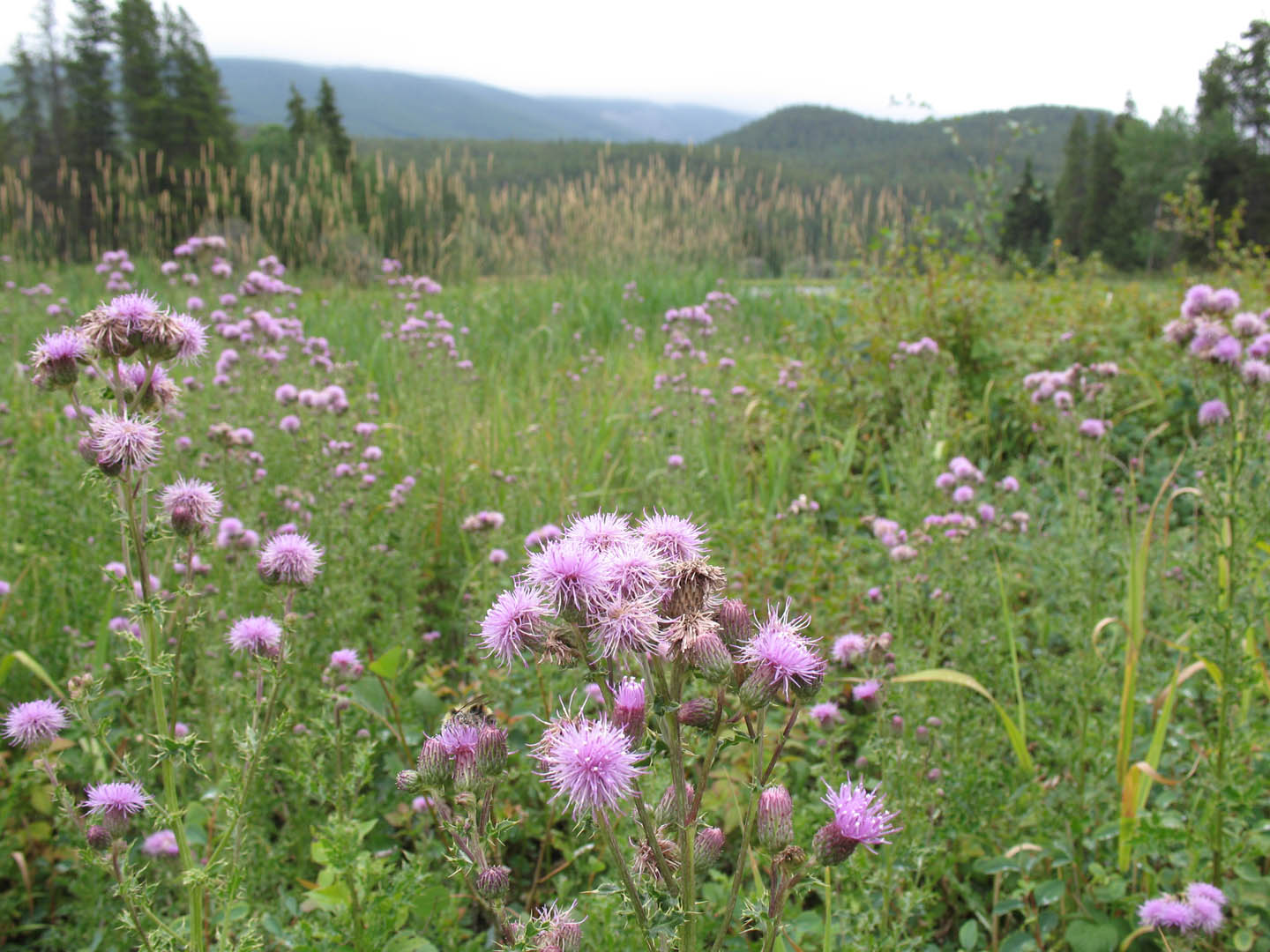 Biking Keith Lake | All about Jasper National Park
