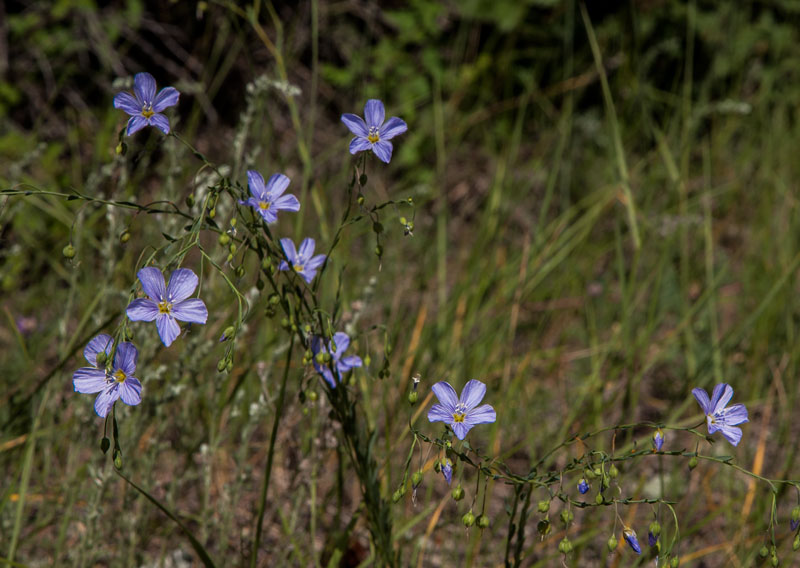 Rocky Mountain Flowers | All about Jasper National Park