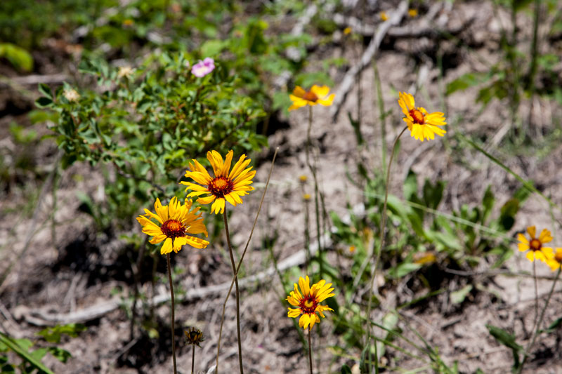 Rocky Mountain Flowers | All about Jasper National Park