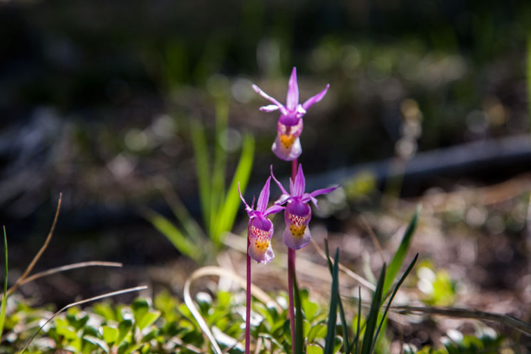 Rocky Mountain Flowers | Explore Jasper National Park Alberta Canada