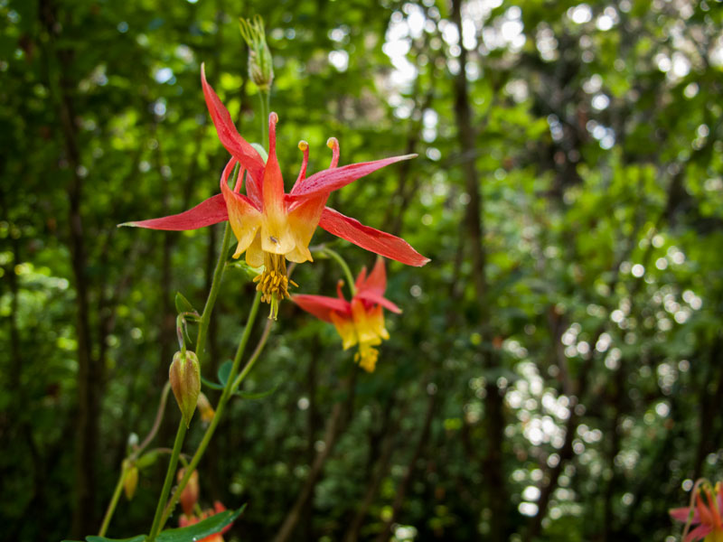 Rocky Mountain Flowers | All about Jasper National Park