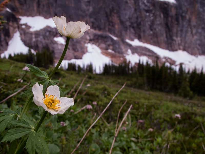 Rocky Mountain Flowers | Explore Jasper National Park Alberta Canada