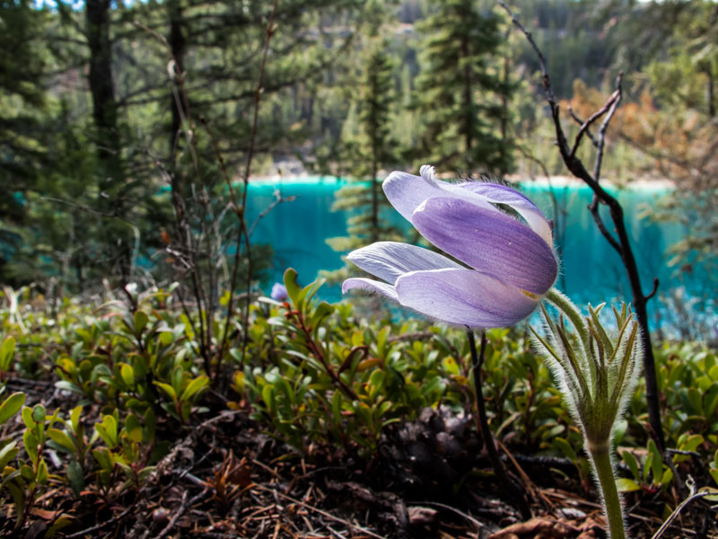 Rocky Mountain Flowers | Explore Jasper National Park Alberta Canada