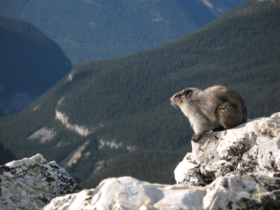Hoary Marmot | Explore Jasper National Park Alberta Canada