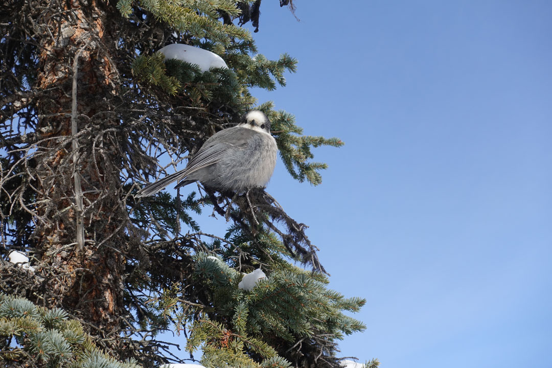 Ski Tour Upper Moose Lake Loop | Explore Jasper National Park Alberta ...