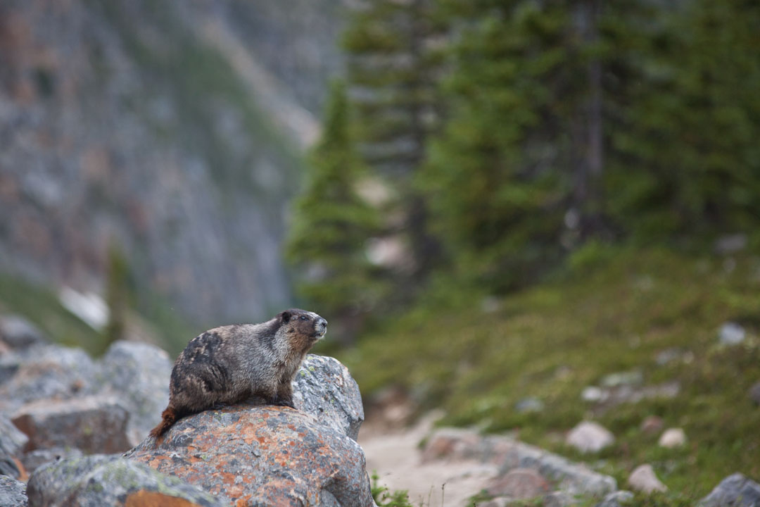 Hoary Marmot | Explore Jasper National Park Alberta Canada