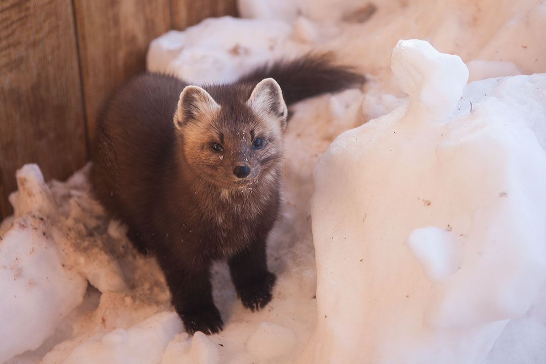 Pine Marten | Explore Jasper National Park Alberta Canada