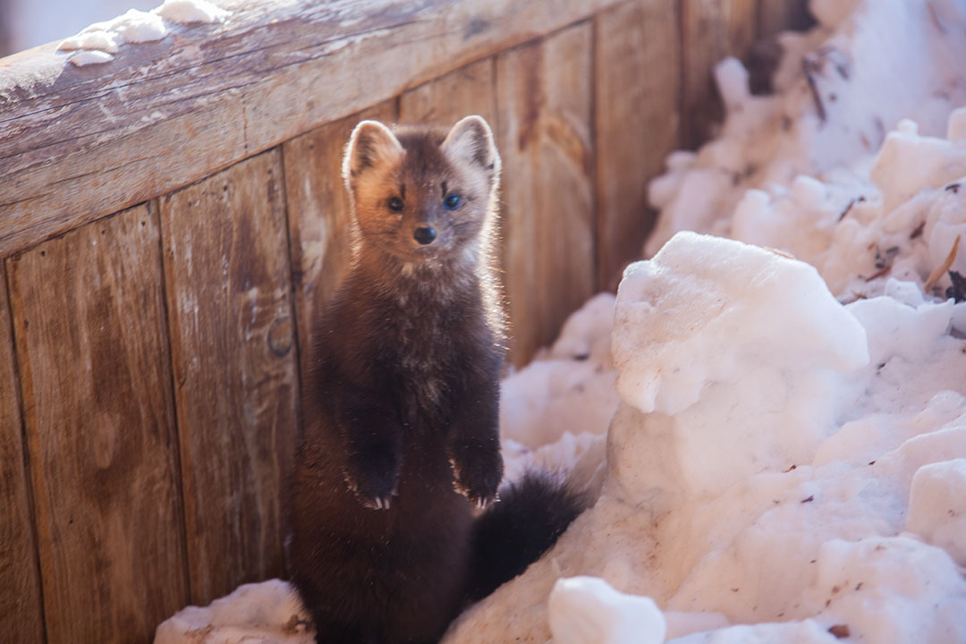 Pine Marten | Explore Jasper National Park Alberta Canada