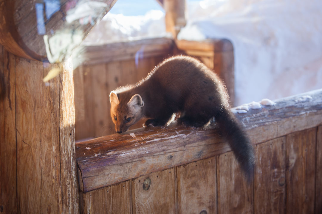 Pine Marten | Explore Jasper National Park Alberta Canada