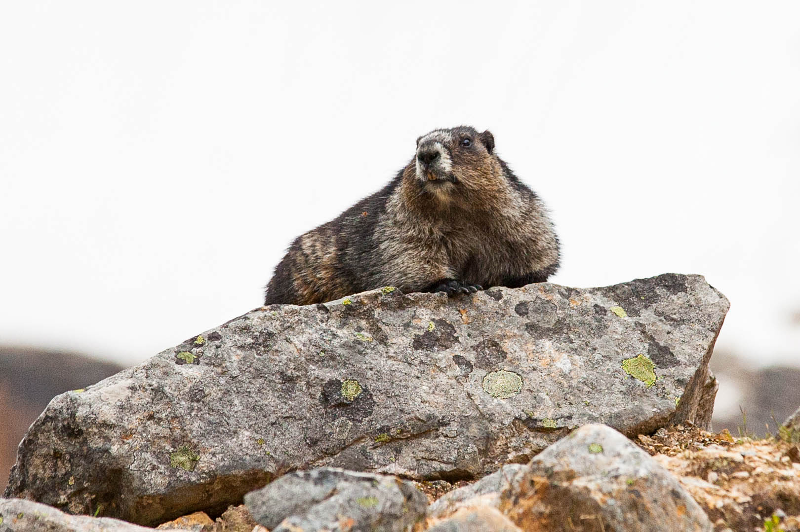 Hoary Marmot | All about Jasper National Park