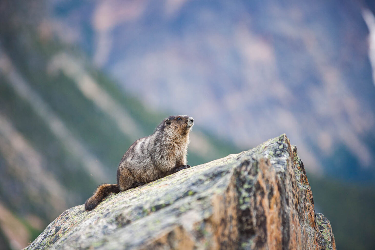 Fauna | All about Jasper National Park