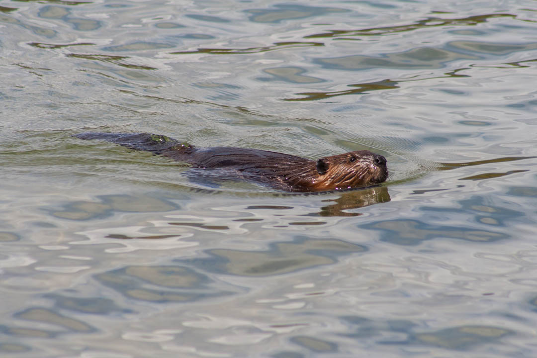 Beaver | Explore Jasper National Park Alberta Canada