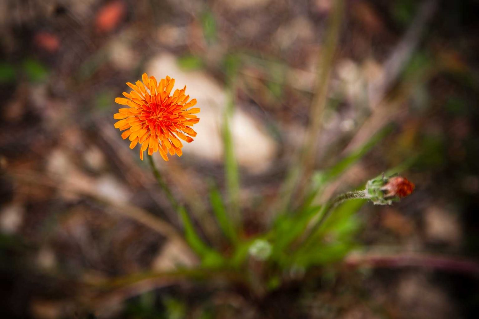 Rocky Mountain Flowers | Explore Jasper National Park Alberta Canada