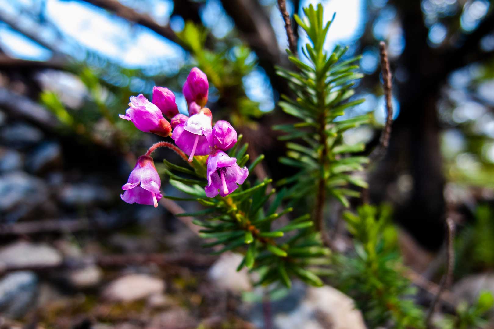 Rocky Mountain Flowers | Explore Jasper National Park Alberta Canada