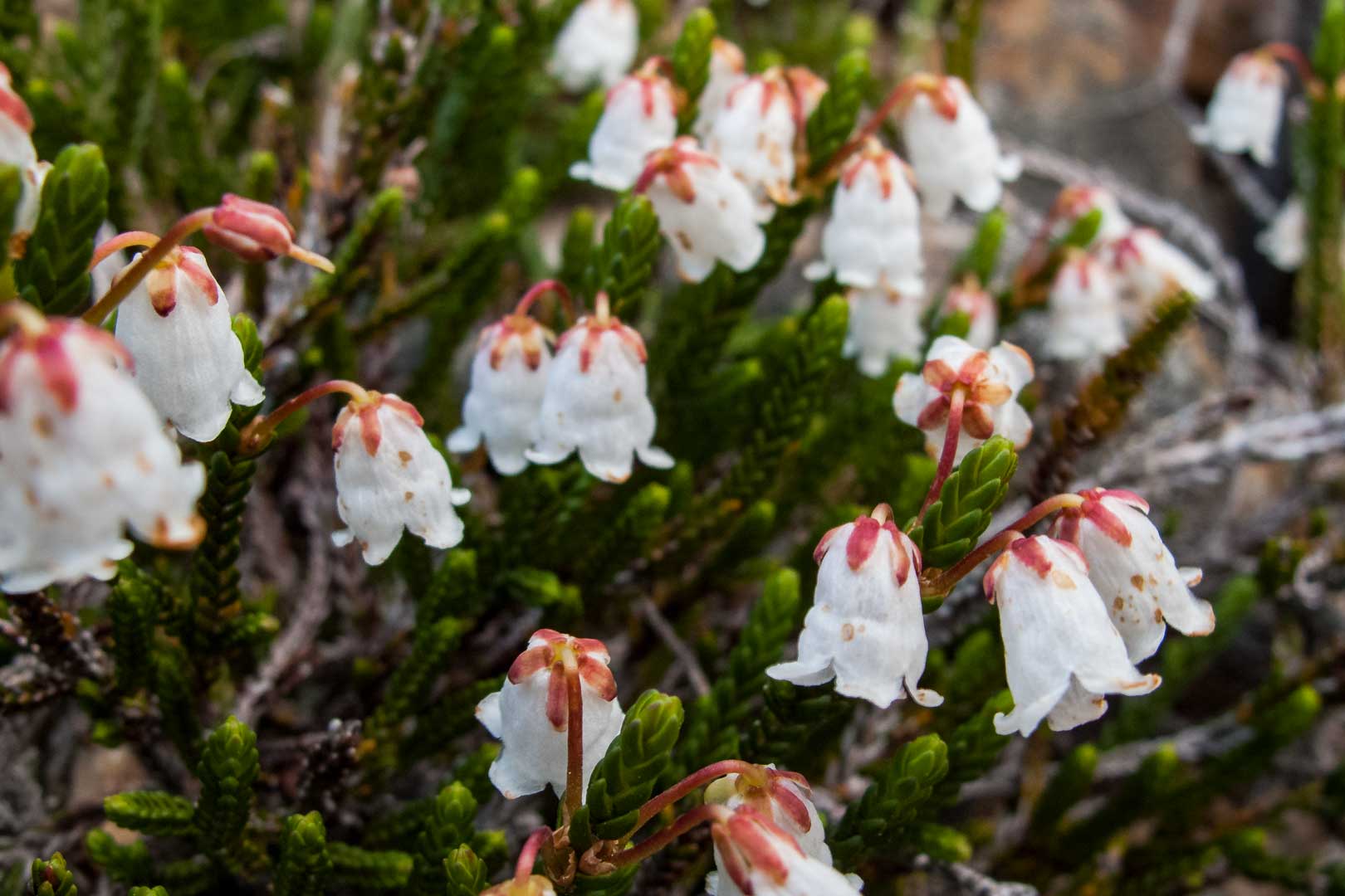 Rocky Mountain Flowers | Explore Jasper National Park Alberta Canada