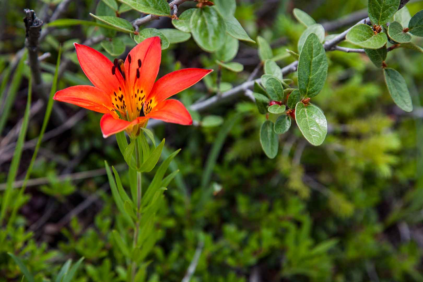 Rocky Mountain Flowers | Explore Jasper National Park Alberta Canada