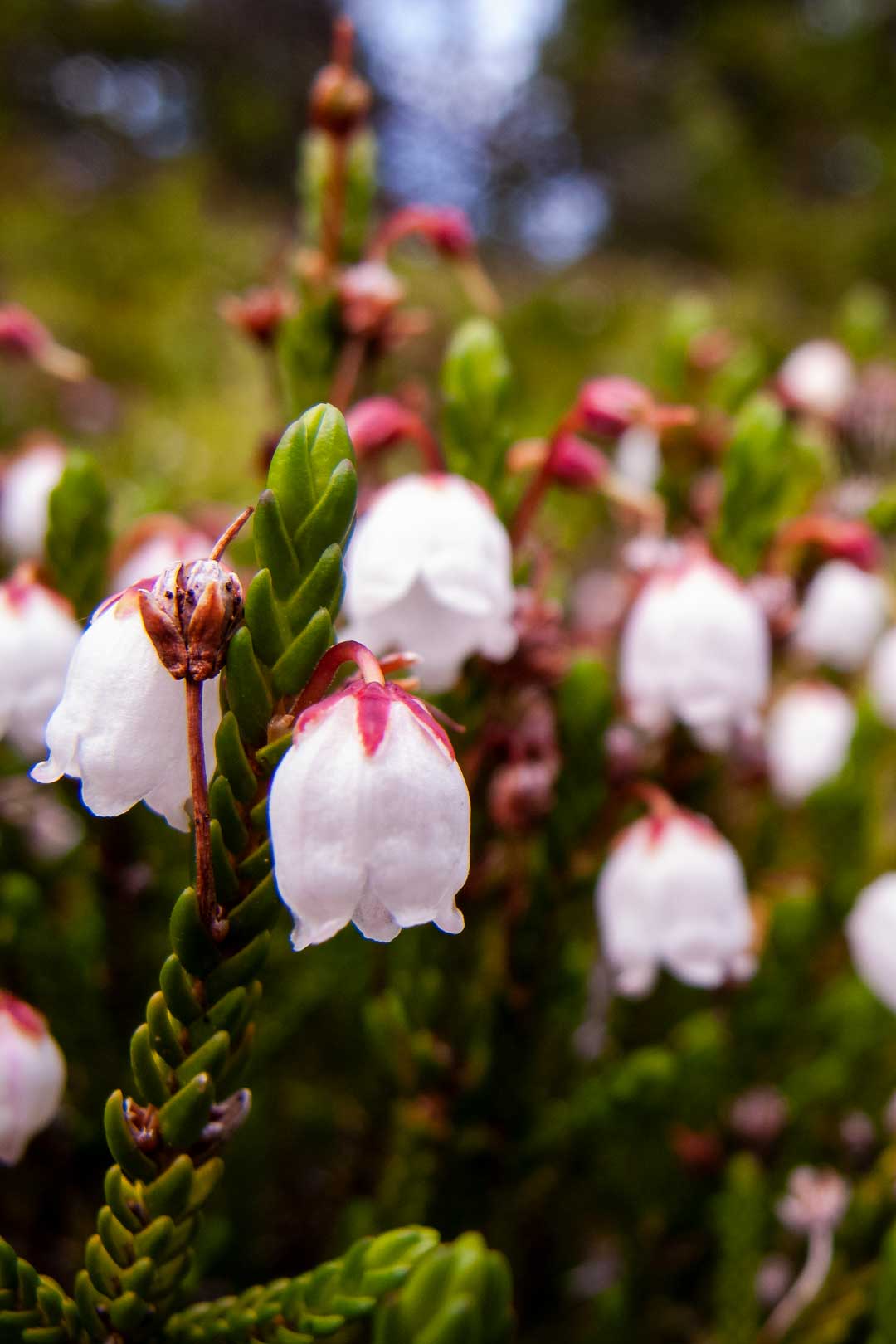 Rocky Mountain Flowers | Explore Jasper National Park Alberta Canada