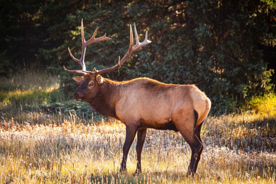 Fauna | Explore Jasper National Park Alberta Canada