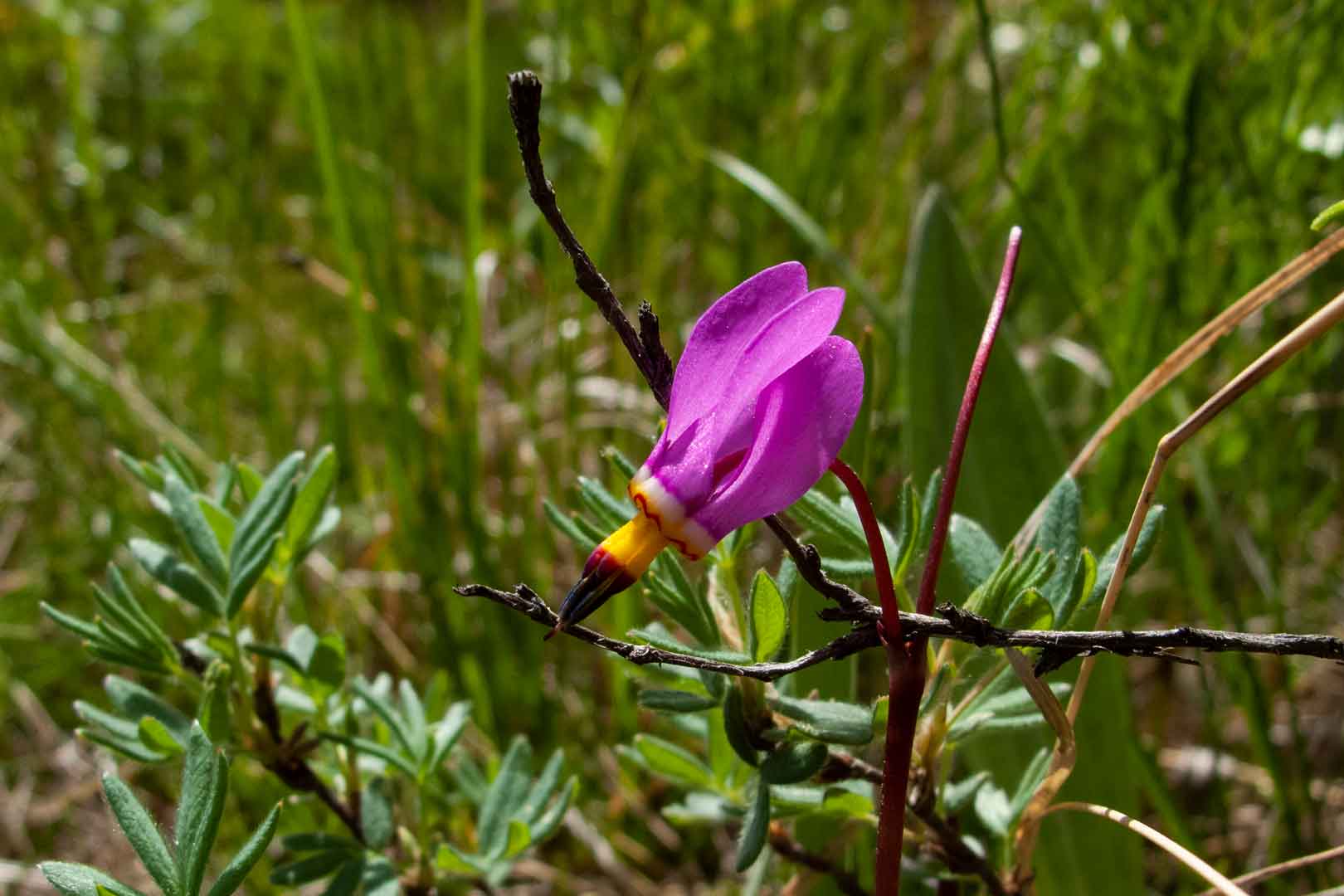 Rocky Mountain Flowers | All about Jasper National Park
