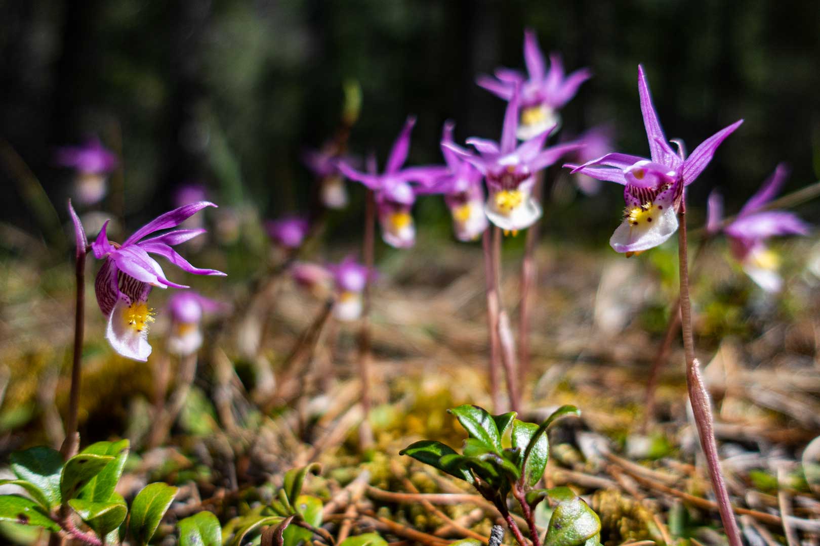 Rocky Mountain Flowers | All about Jasper National Park
