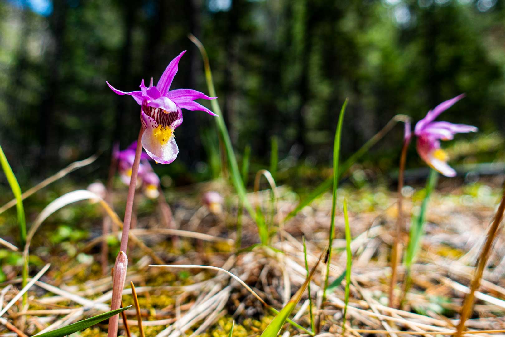 Rocky Mountain Flowers | All about Jasper National Park