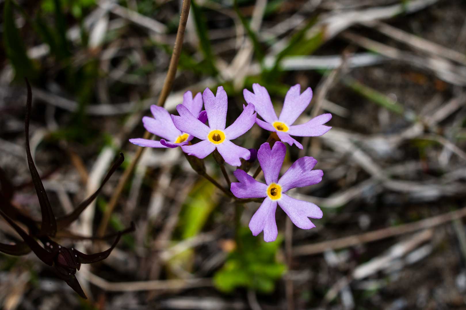 Rocky Mountain Flowers | Explore Jasper National Park Alberta Canada