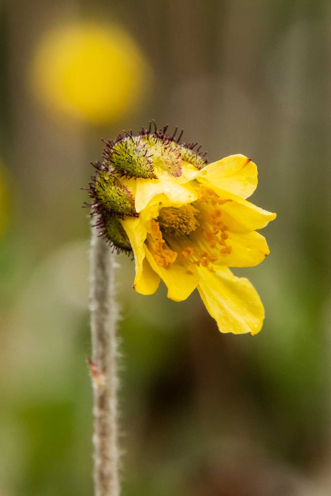 Rocky Mountain Flowers | Explore Jasper National Park Alberta Canada