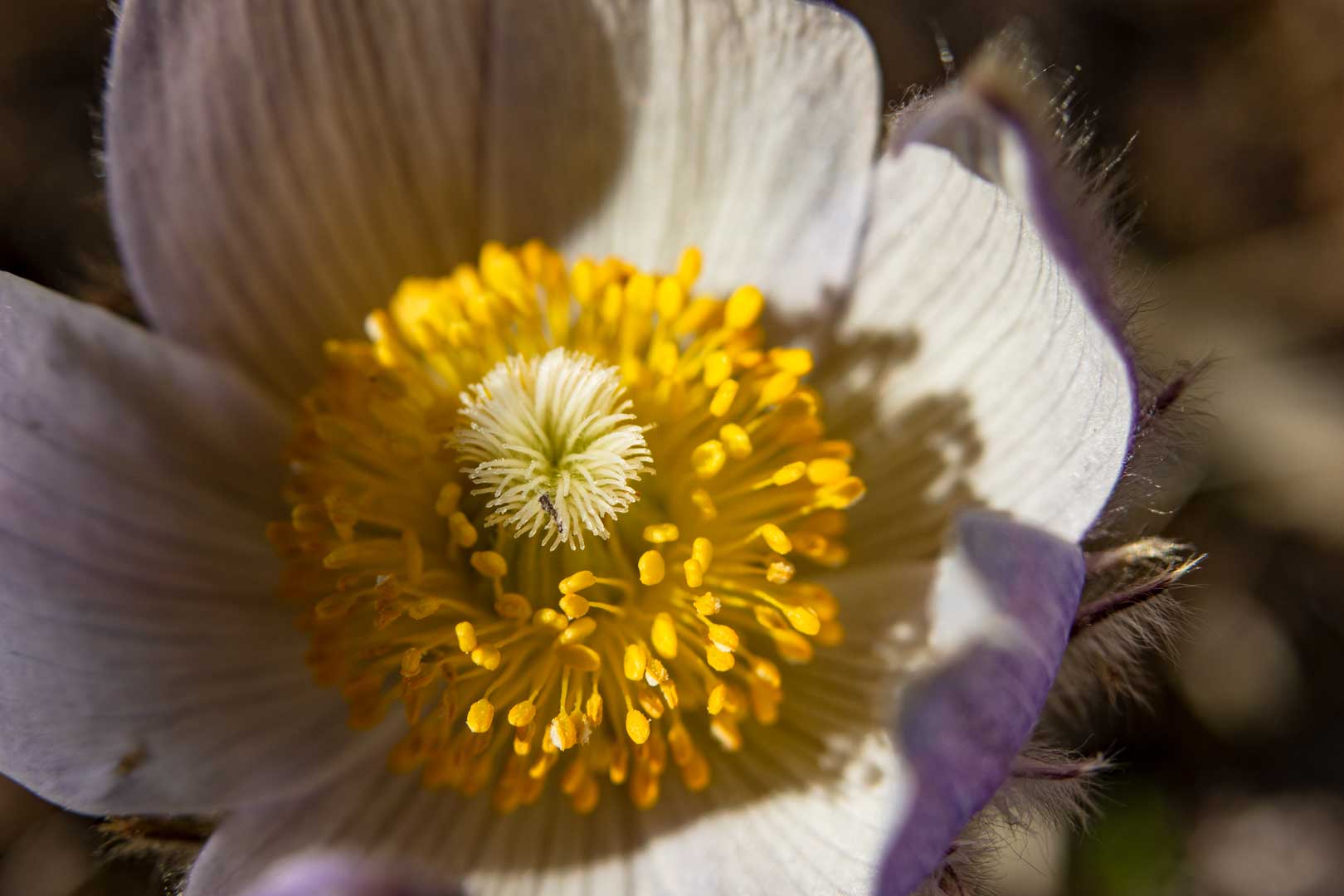 Rocky Mountain Flowers | Explore Jasper National Park Alberta Canada