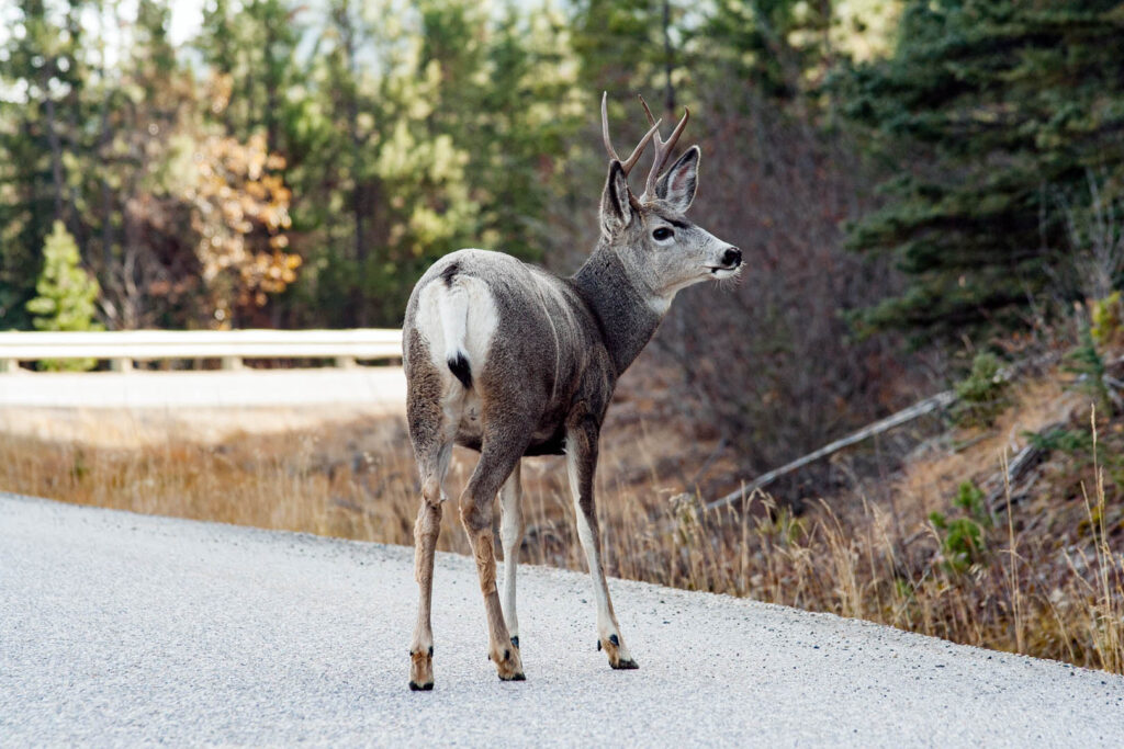 Fauna | All about Jasper National Park