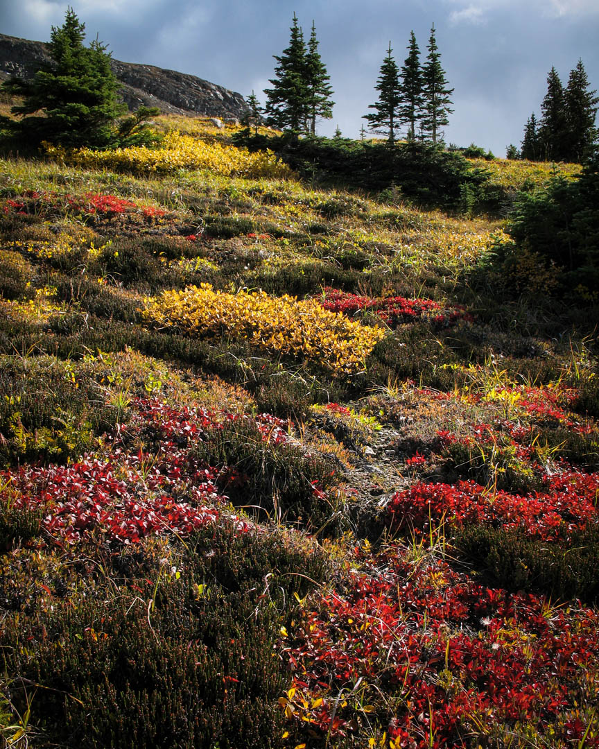 Biking Signal Mountain | All about Jasper National Park