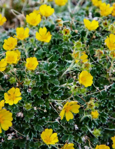 Rocky Mountain Flowers | All about Jasper National Park