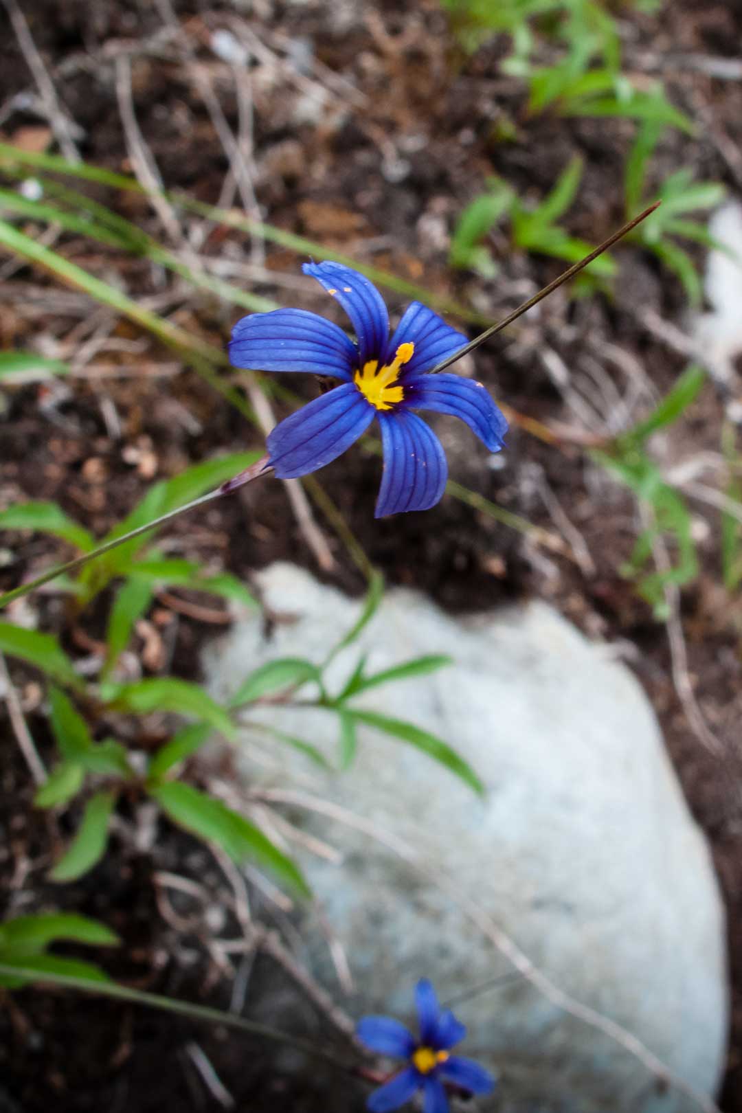 Rocky Mountain Flowers | All about Jasper National Park