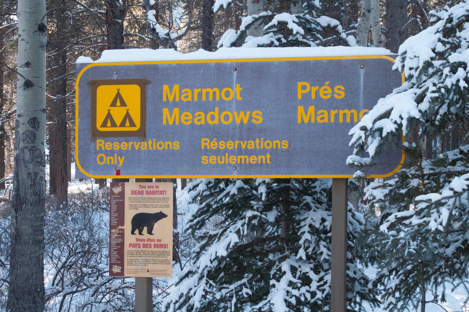 Cross-country Ski Marmot Meadows | All about Jasper National Park