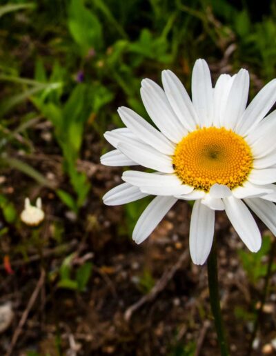 Rocky Mountain Flowers | All about Jasper National Park