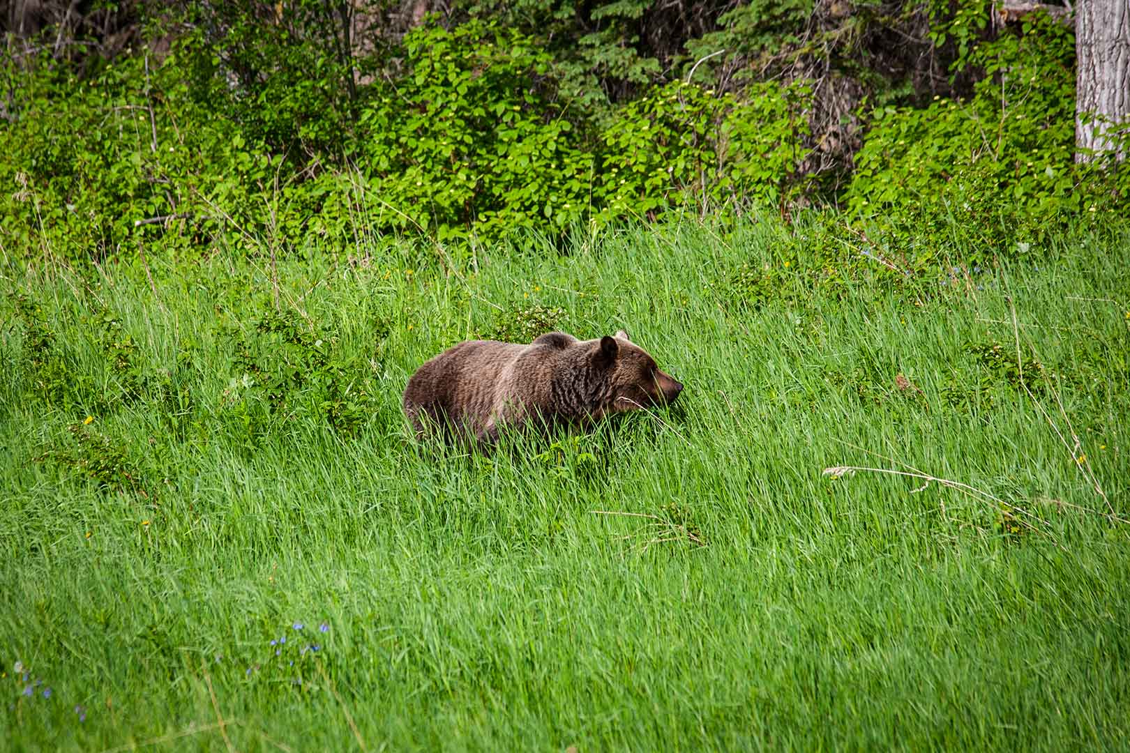 Grizzly Bear | All about Jasper National Park
