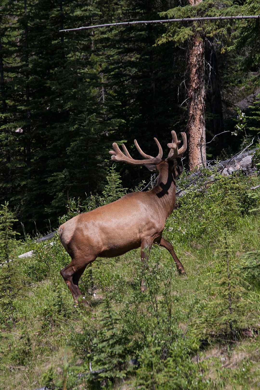 Elks | All about Jasper National Park