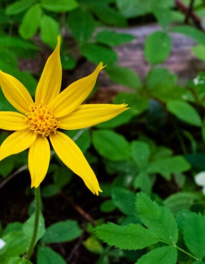 Rocky Mountain Flowers | All about Jasper National Park