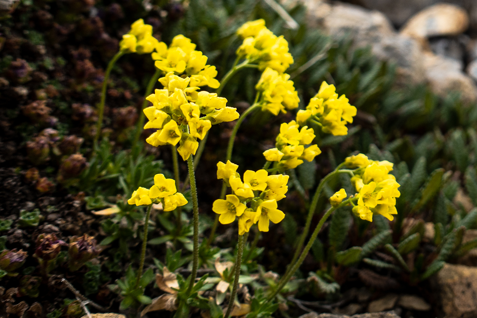 Rocky Mountain Flowers | All about Jasper National Park