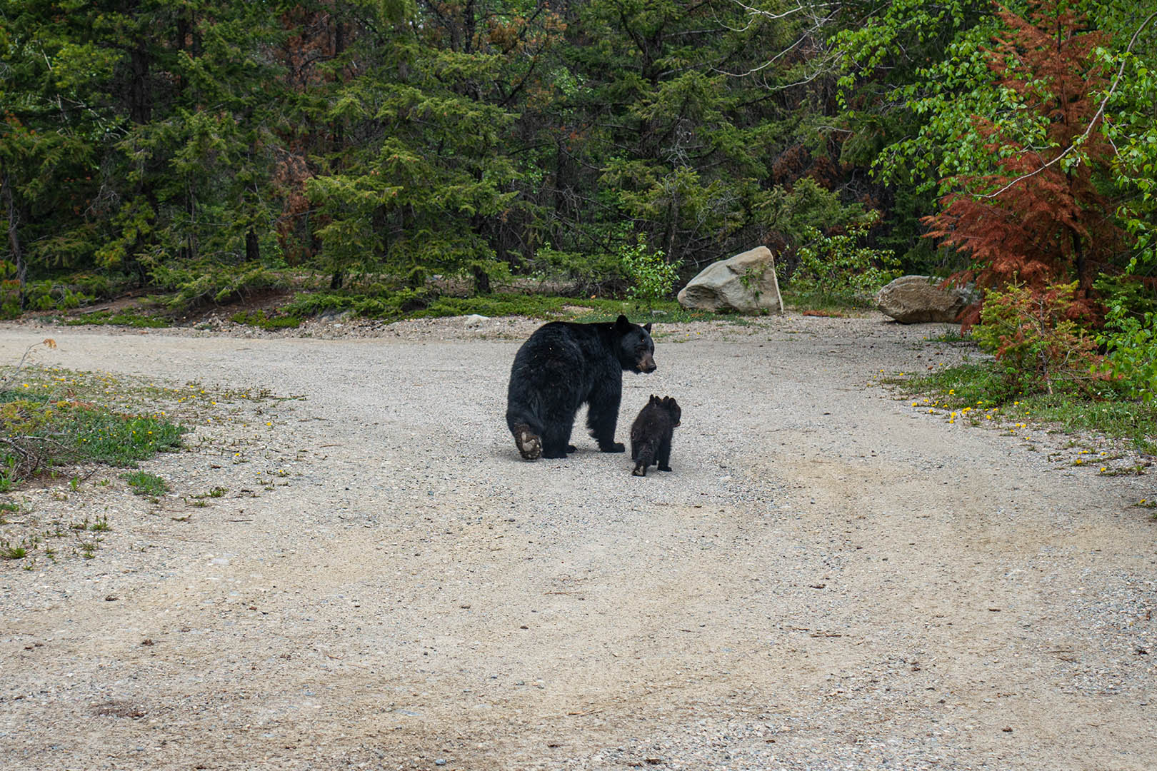 Watch out for Wildlife | All about Jasper National Park