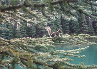 Mary Schaffer Loop | All about Jasper National Park