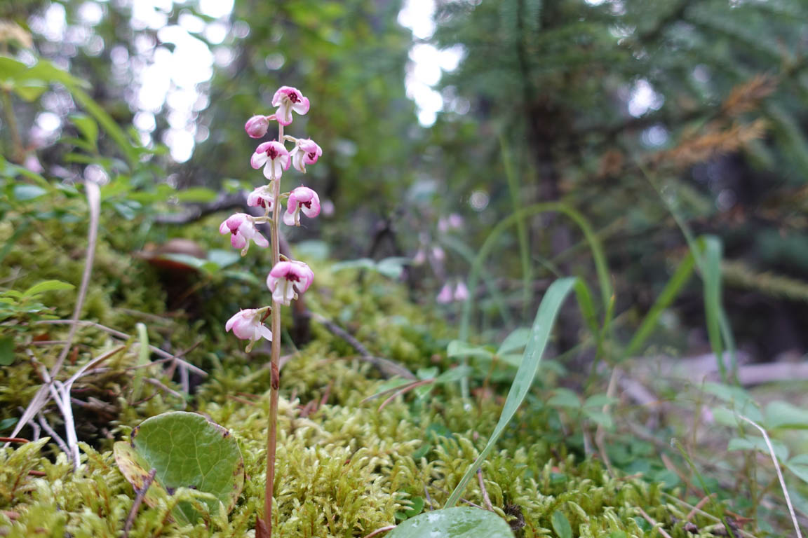 Mary Schaffer Loop | All about Jasper National Park