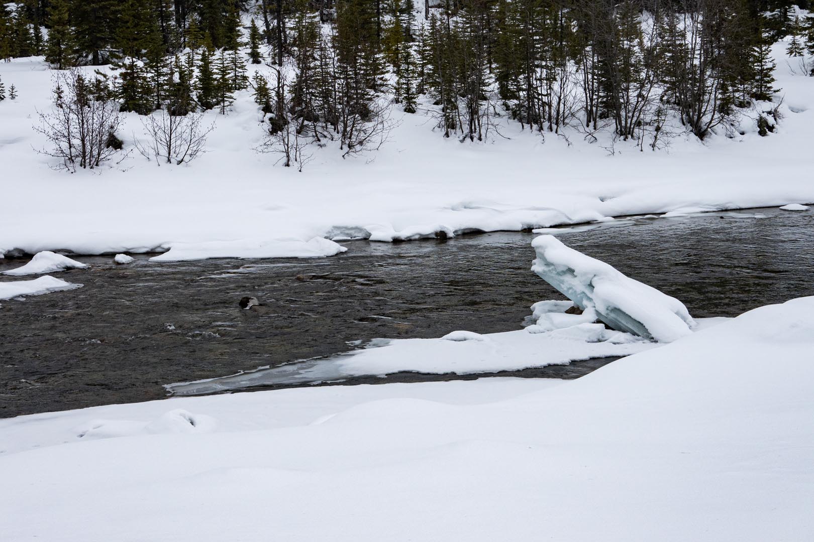 Cross-Country Ski Moab Lake | All about Jasper National Park