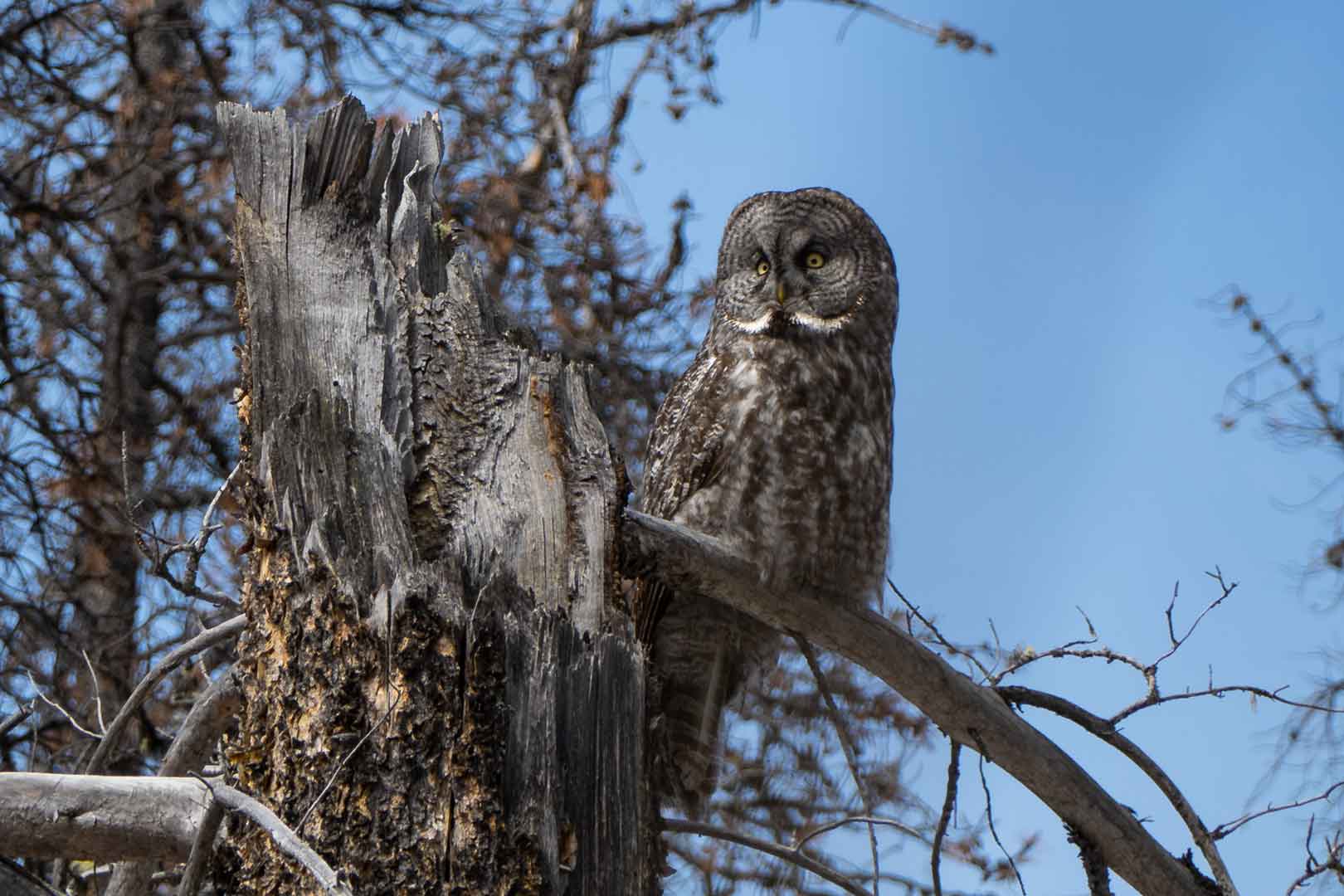 Great Grey Owl | All about Jasper National Park