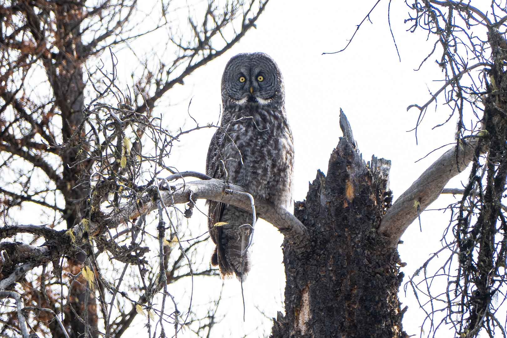 Great Grey Owl | All about Jasper National Park