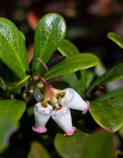 Rocky Mountain Flowers | All about Jasper National Park