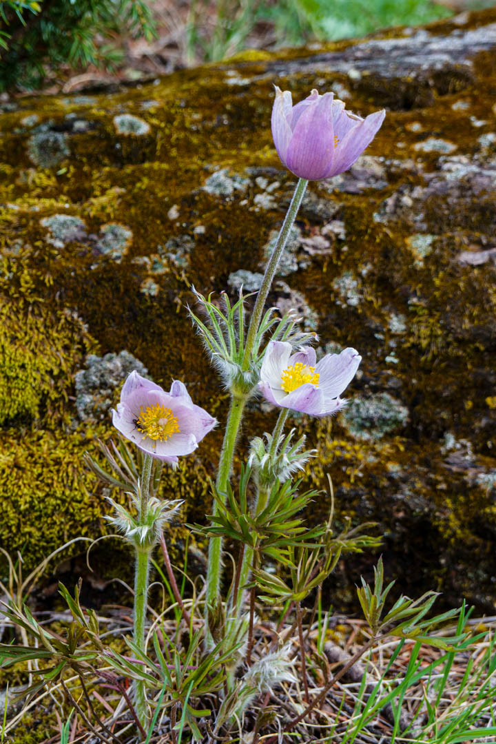 Rocky Mountain Flowers | All about Jasper National Park