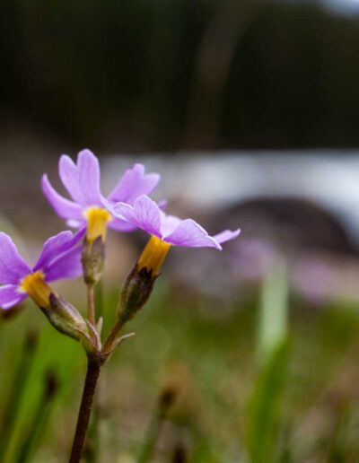 Rocky Mountain Flowers | All about Jasper National Park