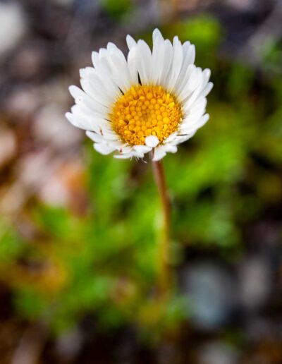 Rocky Mountain Flowers | All about Jasper National Park