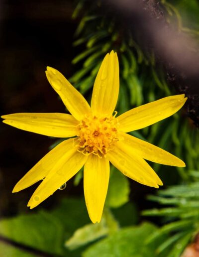 Rocky Mountain Flowers | All about Jasper National Park
