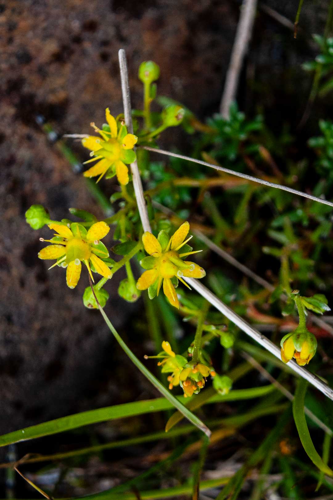 Rocky Mountain Flowers | All about Jasper National Park